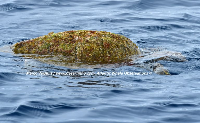 The Loggerhead sea turtle as keystone of the Atlantic it's ecosystem.