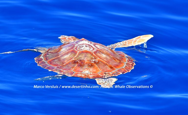 The Loggerhead sea turtle as keystone of the Atlantic it's ecosystem.